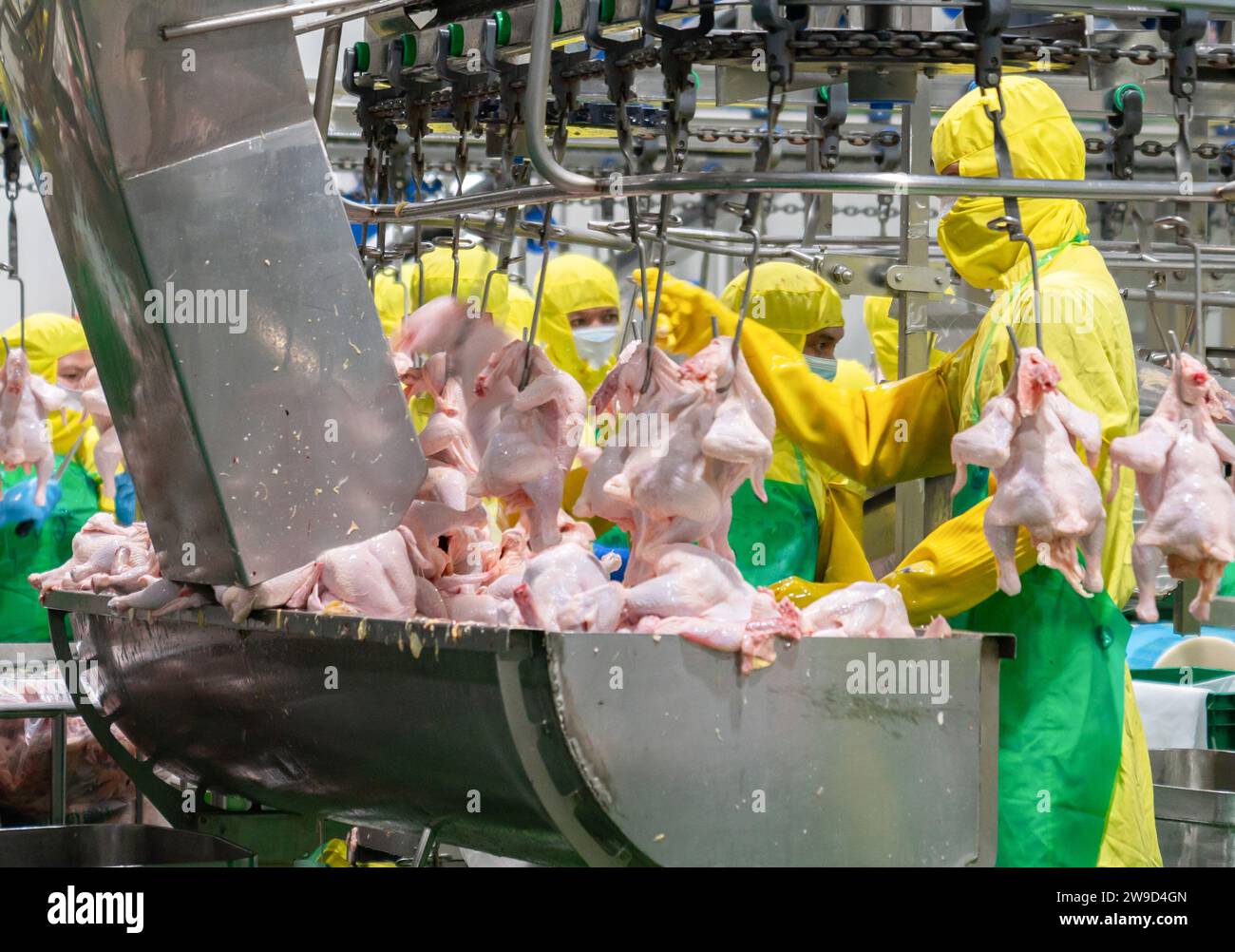 Worker hanging chicken whole to conveyor jack in poultry factory Stock ...