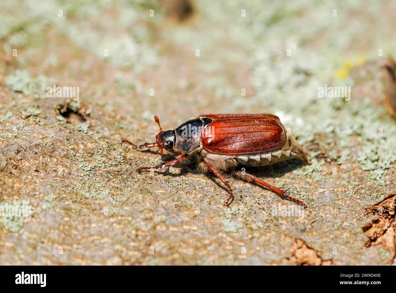 Close up cockchafer may bug hi-res stock photography and images - Alamy