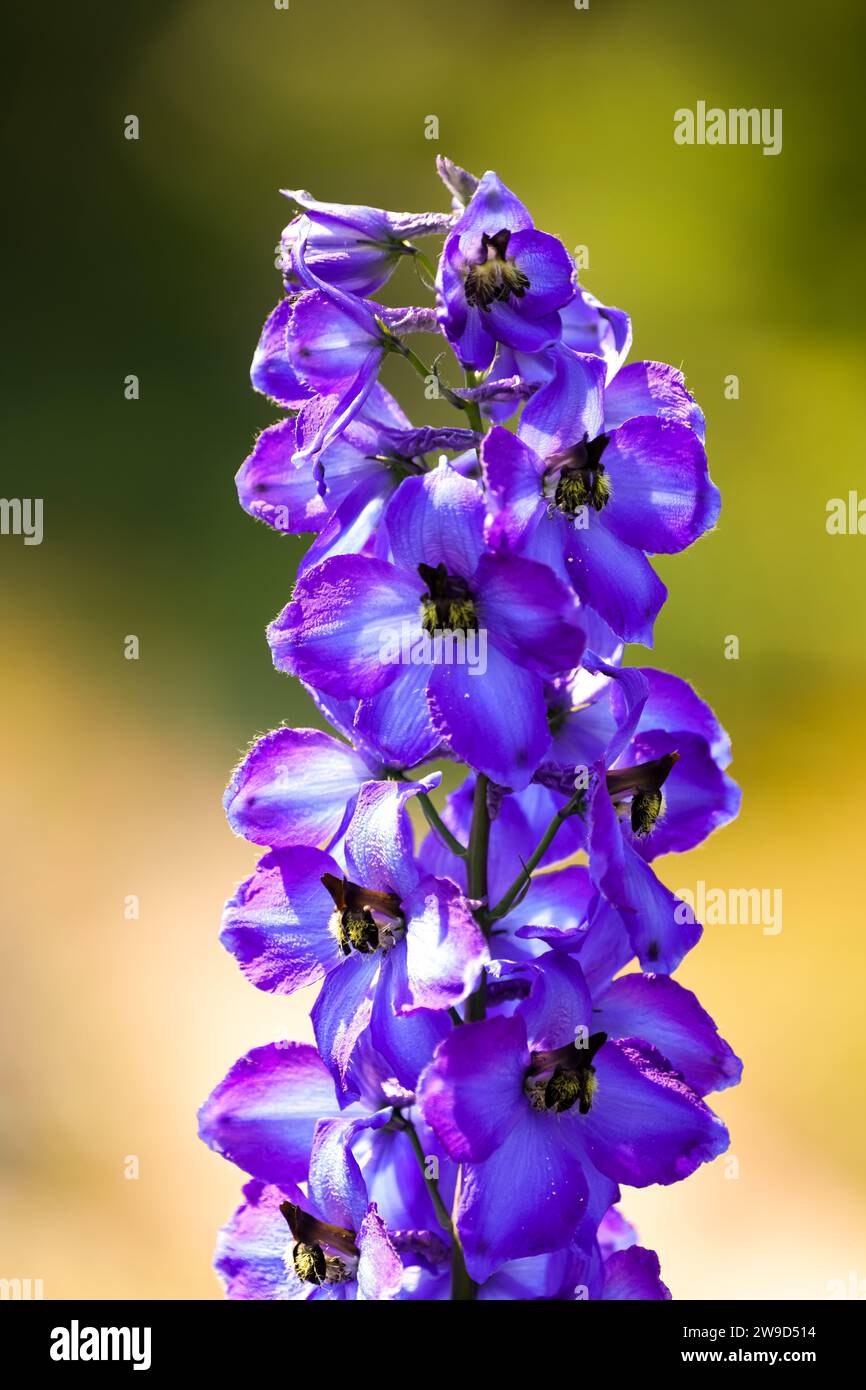 Blue flowers of delphinium. Flowering plant close-up. Delphinium Stock ...