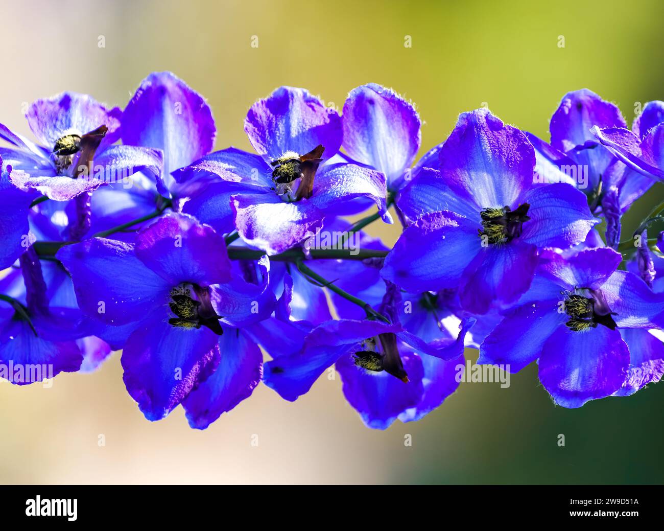 Blue flowers of delphinium. Flowering plant close-up. Delphinium Stock ...