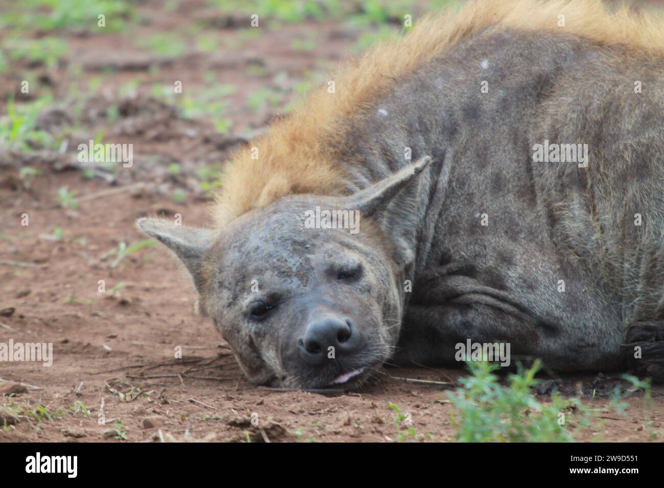 A full-bodied hyena resting in the dirt in a natural woodland setting ...