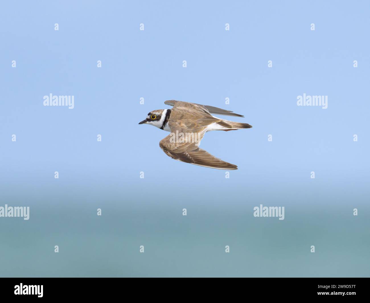 A Little Ringed Plover in flight on the beach, sunny day in summer ...