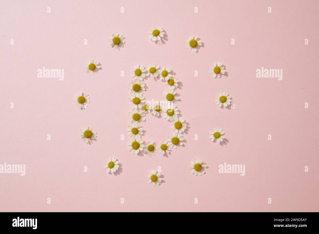On a pink background, chamomilla flowers are arranged in a B and circle ...