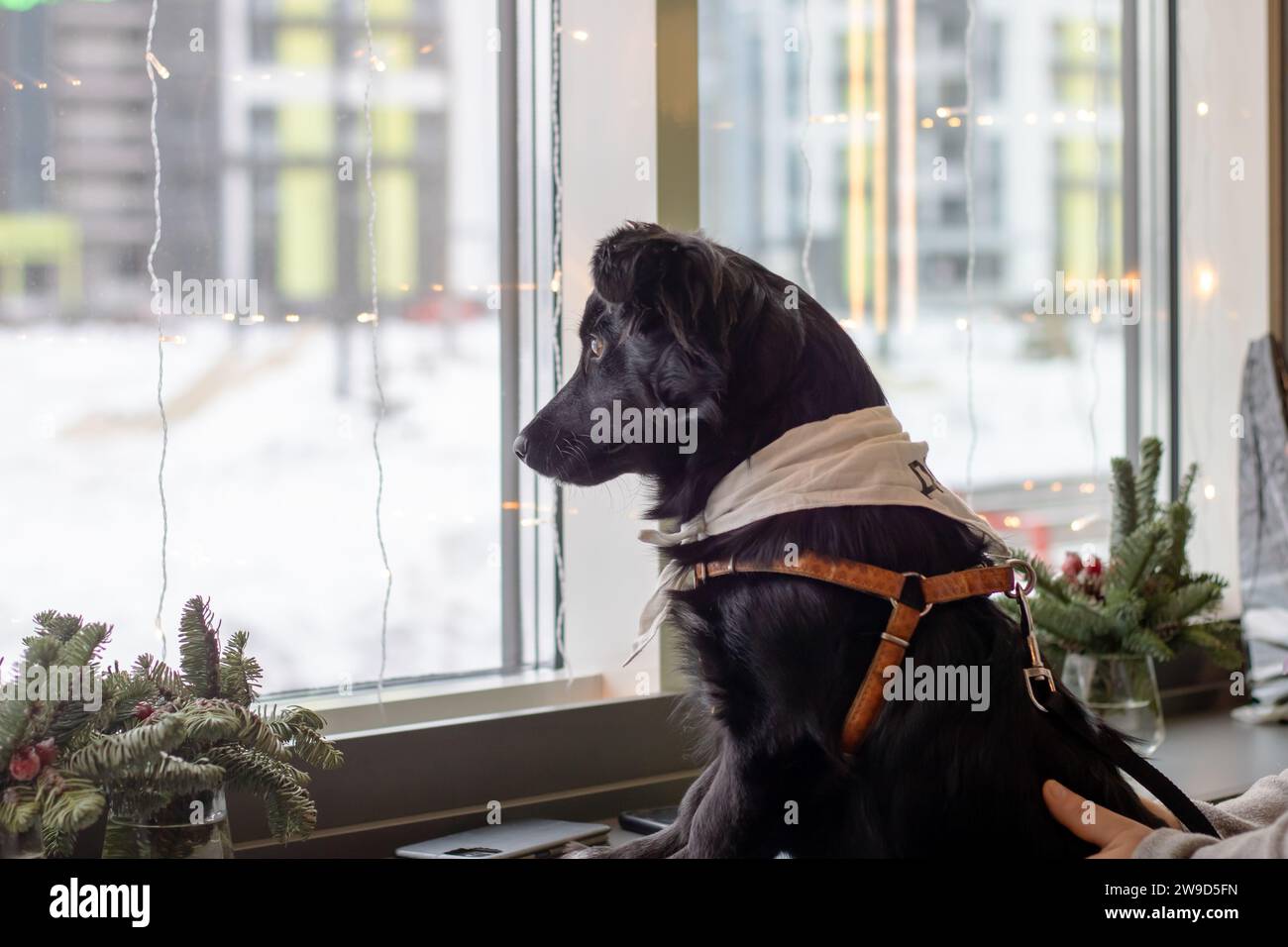 Sad dog looking out the window close up Stock Photo - Alamy