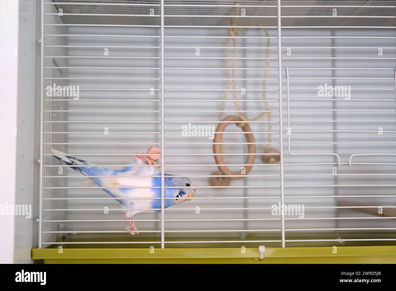 Budgie. Budgerigar. Funny blue purple parakeet looks around. Cute ...