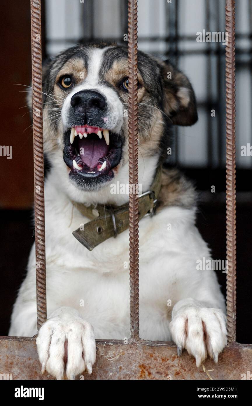 Angry mongrel dog in a cage at an animal shelter. Portrait of an angry ...