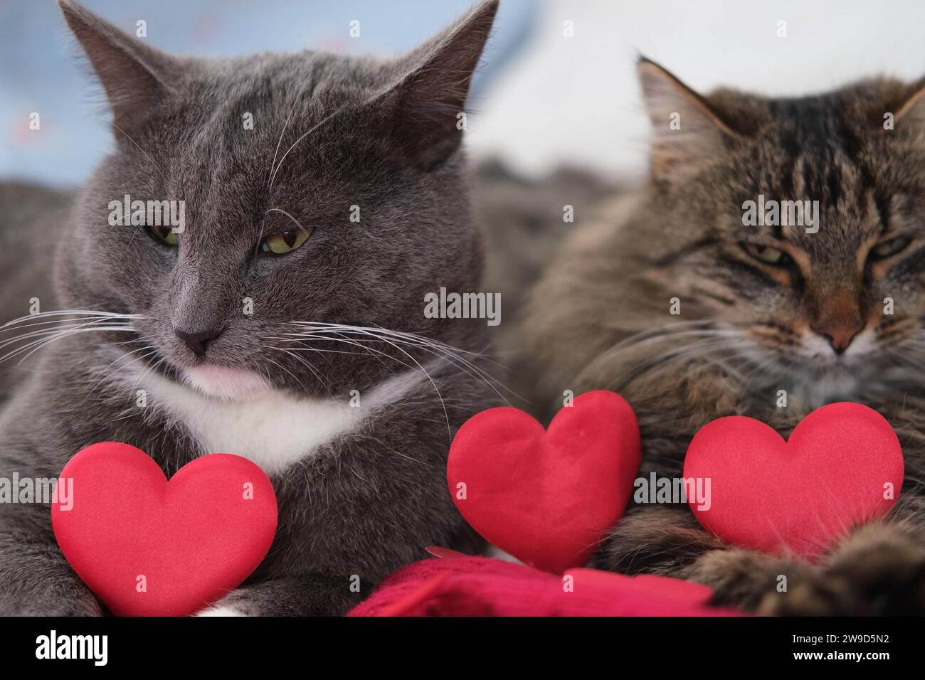 Two Cats Cuddling. Cat Couple. Cute Domestic Tabby Friendly Cats in ...