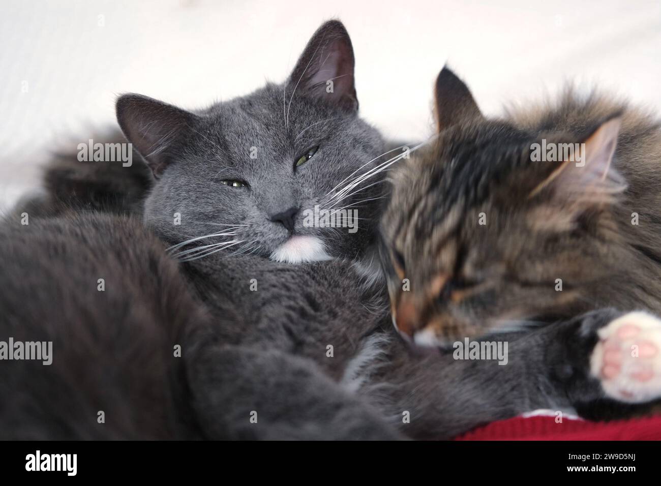 Two Cats Cuddling. Cat Couple. Cute Domestic Tabby Friendly Cats in ...