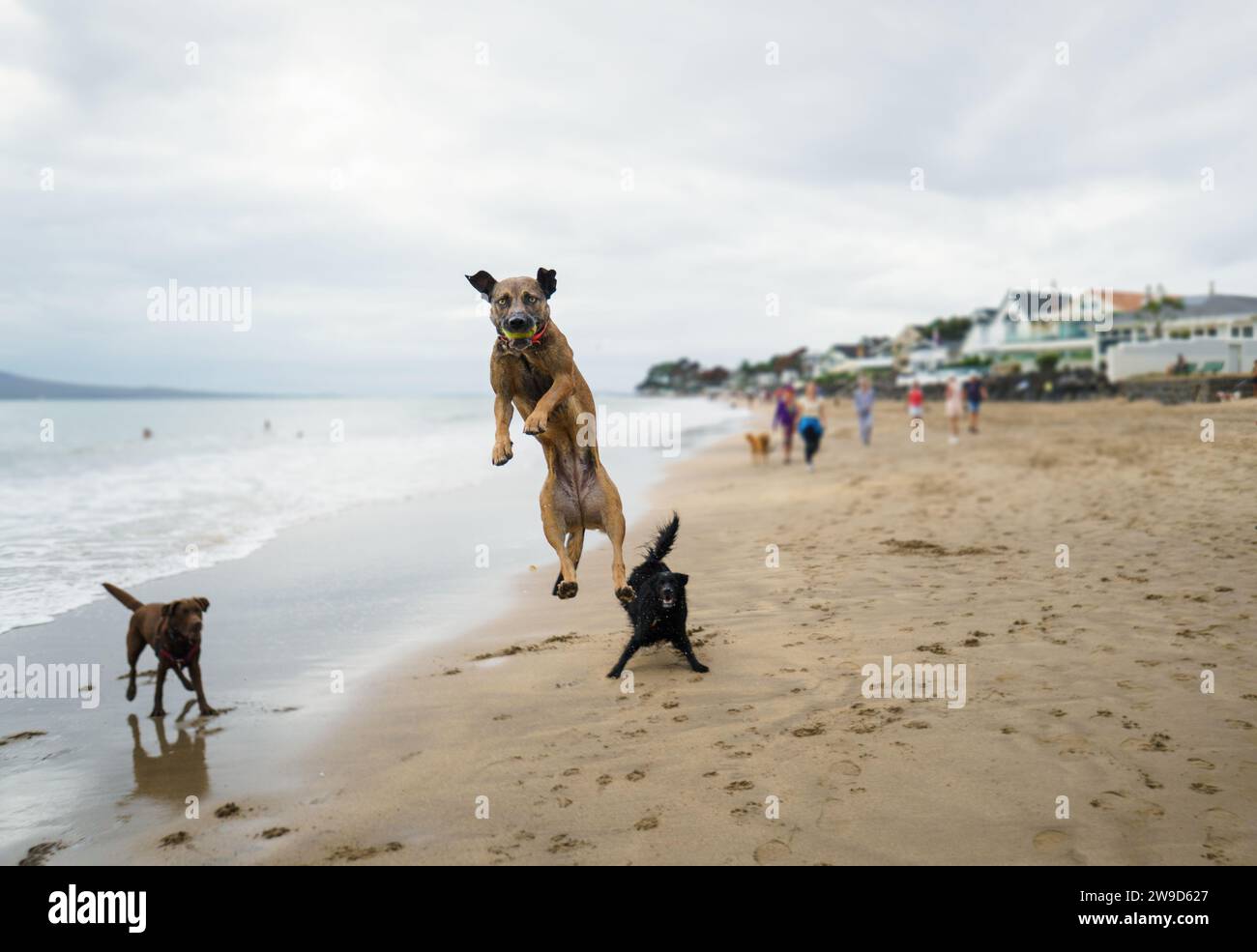 Dog jumping into the air to catch a ball. People walking on Milford ...