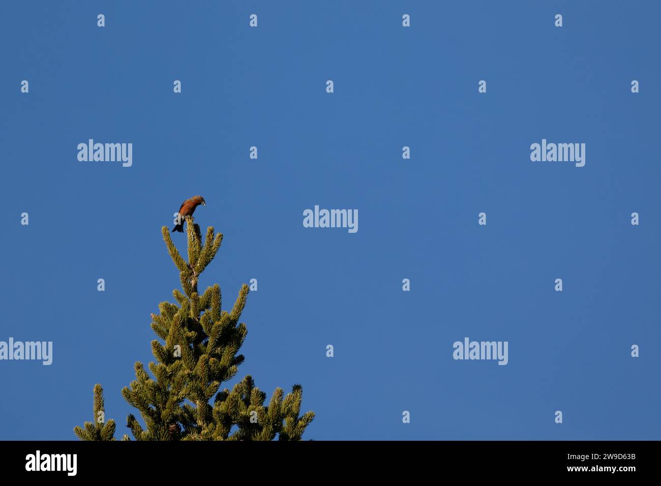 A male, red or common crossbill (loxia curvirostra) is perched high in ...
