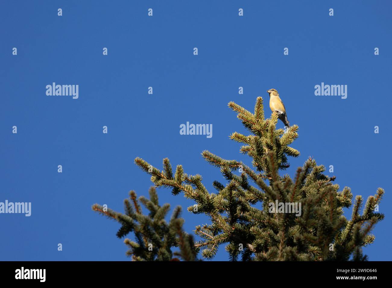 A yellow, female Common crossbill (loxia curvirostra) perches high in ...