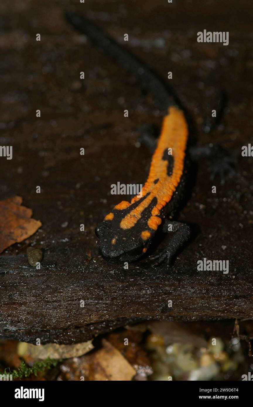Natural vertical closeup on an orange colored juvenile of the ...