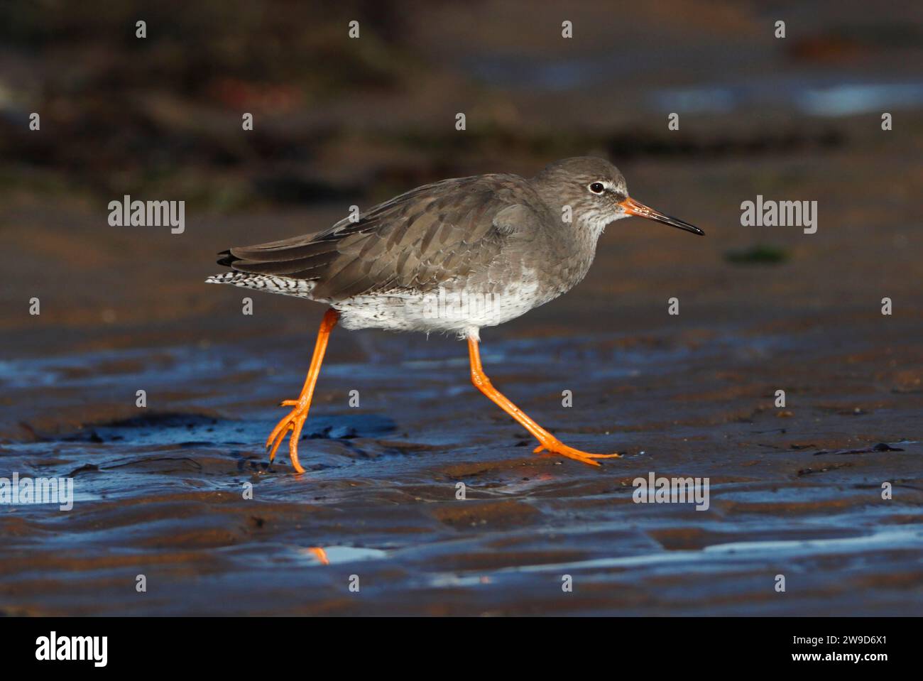 Redshank on mudflat hi-res stock photography and images - Alamy