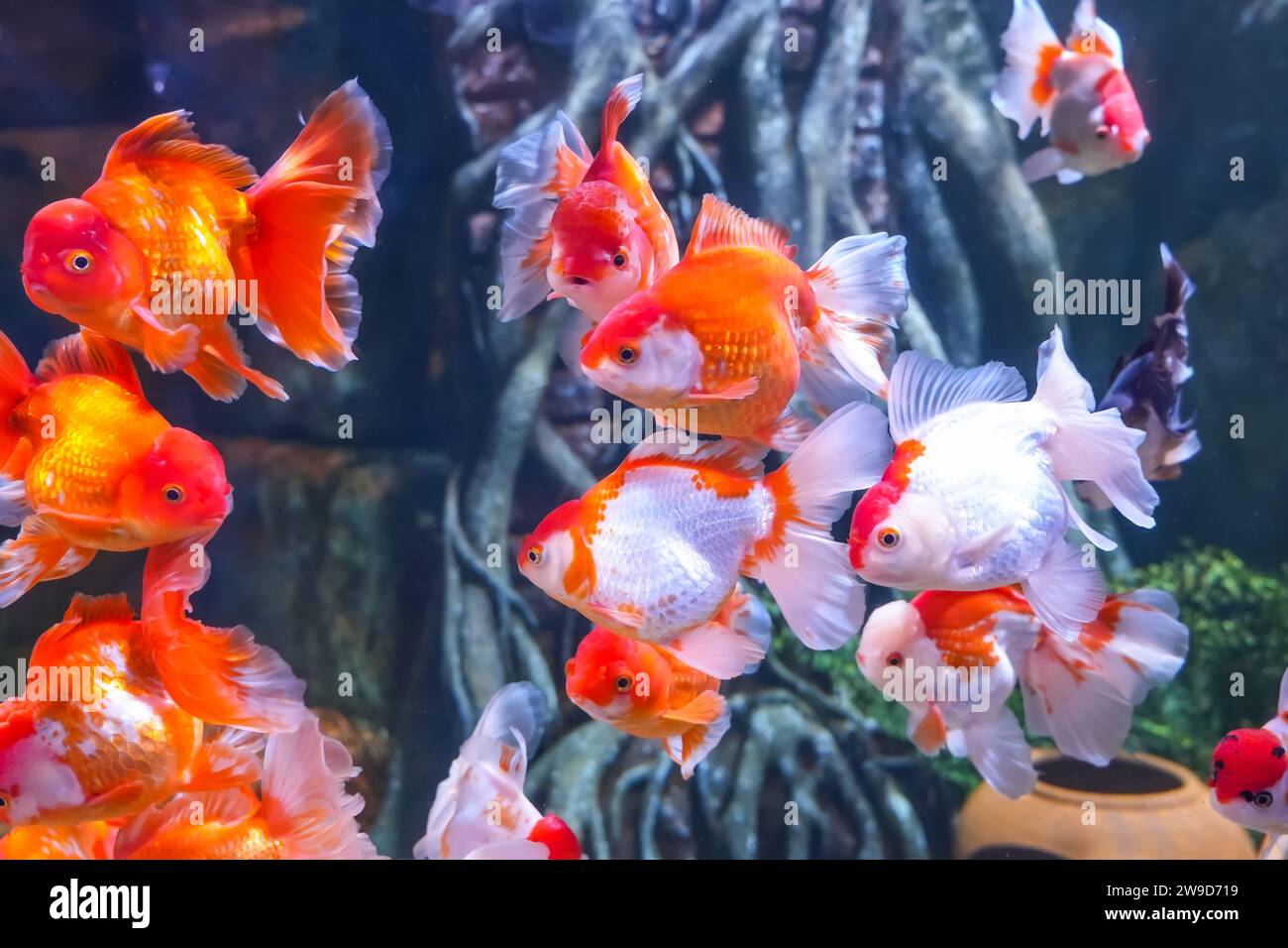 Flock of large goldfish white spots in a large aquarium Stock Photo - Alamy