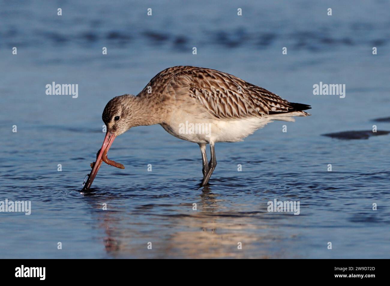 BAR-TAILED GODWIT, UK Stock Photo - Alamy