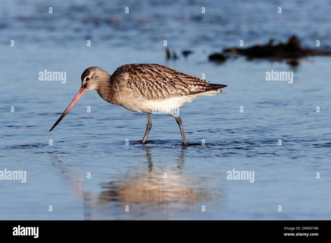 BAR-TAILED GODWIT (Limosa lapponica) foraging on a mudflat, UK Stock ...