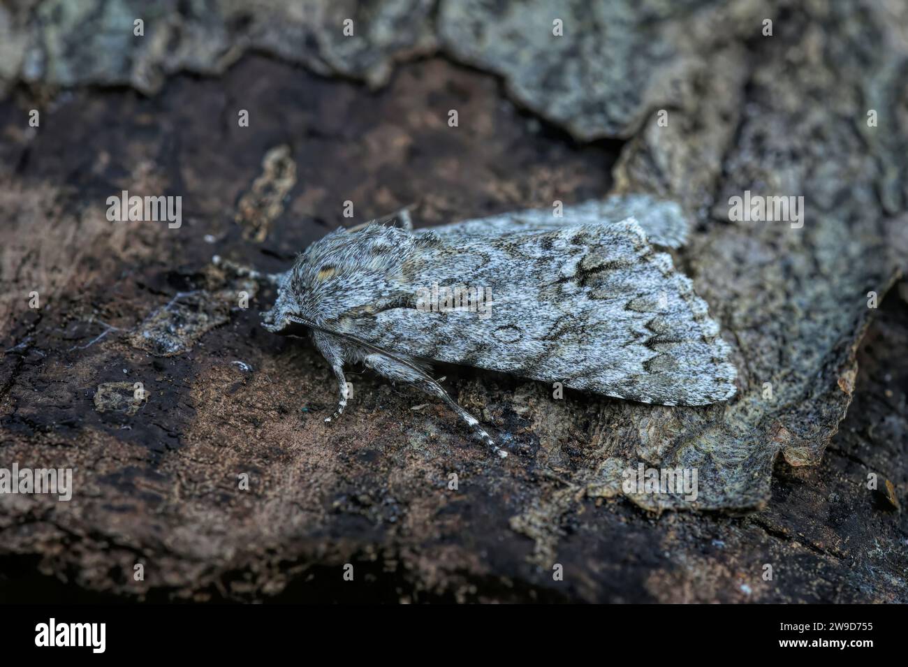 The sycamore moth hi-res stock photography and images - Alamy