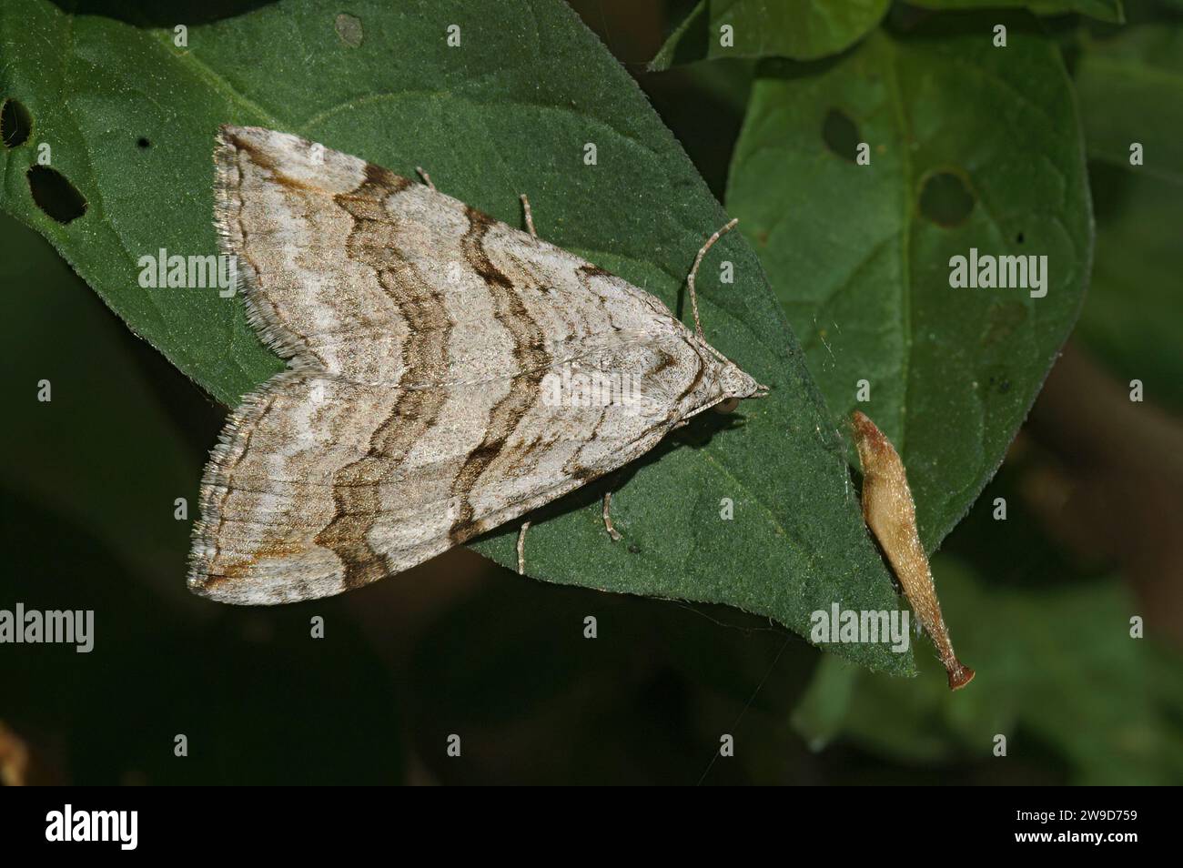 Natural closeup on a Treble-bar geometer moth, Aplocera plagiata ...
