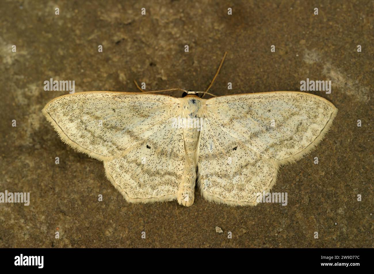 Sub angled wave moth hi-res stock photography and images - Alamy