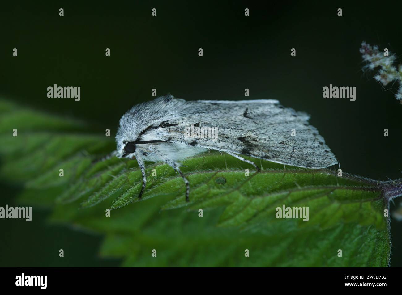 Natural closeup on the pale colored Miller owlet moth, Acronicta ...