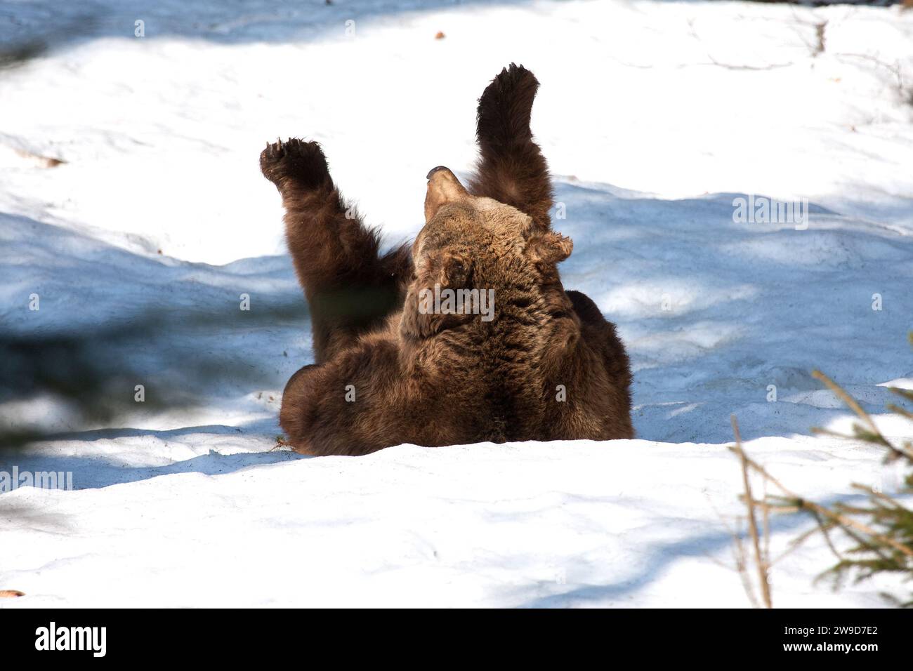 Brown Bear having a roll-around in the snow GERMANY HILARIOUS images of ...