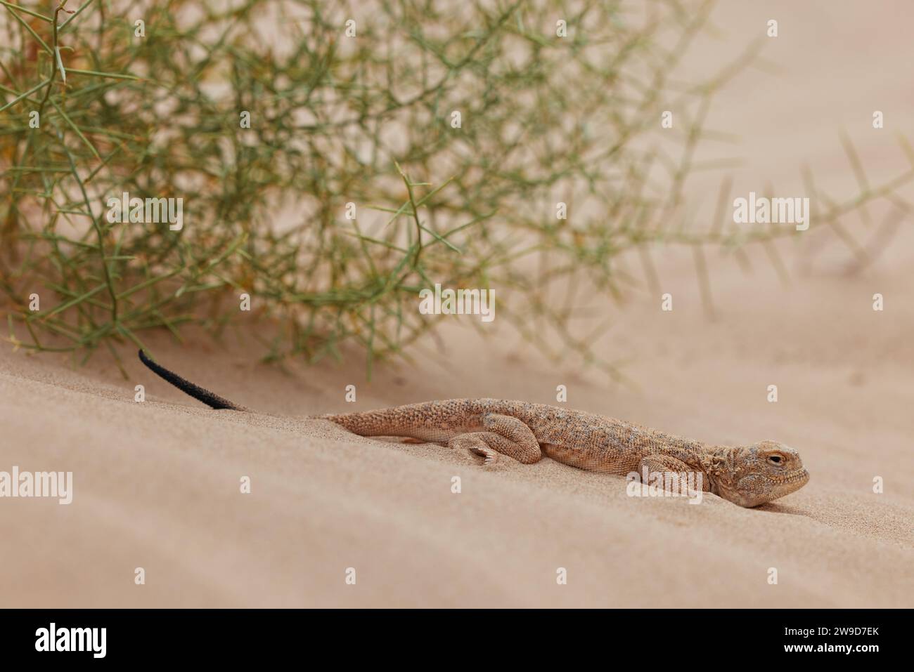 Toad-headed agama, Phrynocephalus mystaceus. Calm desert roundhead ...