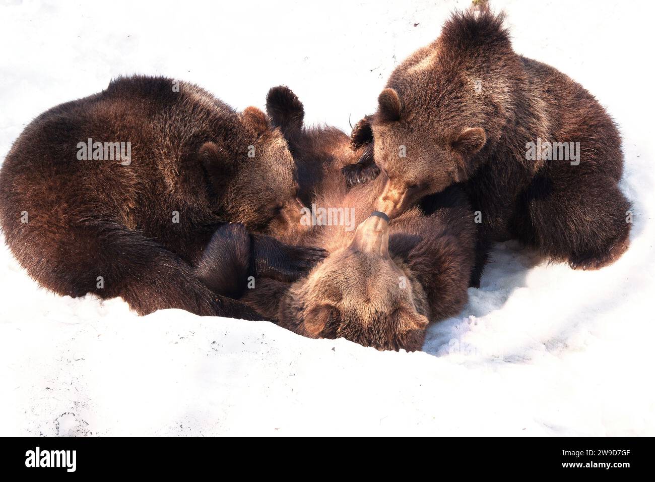 Bear family having fun together GERMANY HILARIOUS images of Eurasian ...