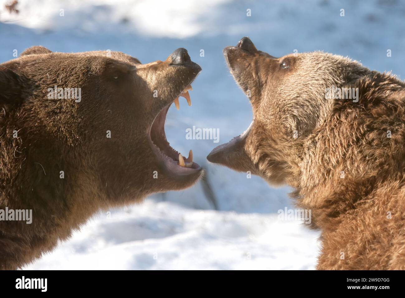 Family arguments are the worst Brown Bear cubs in Bavaria with ...