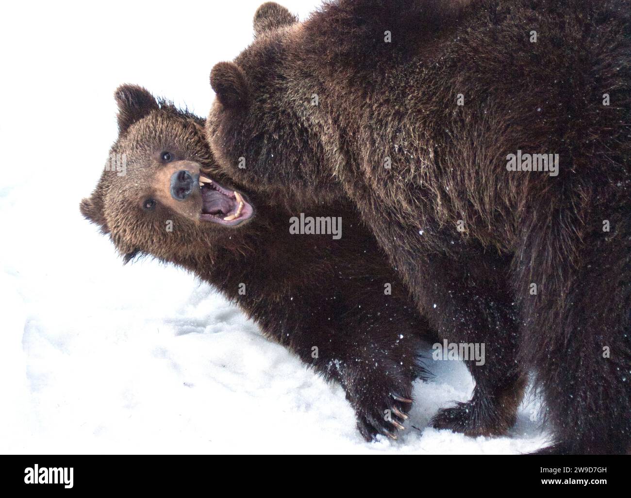 Family fights GERMANY HILARIOUS images of Eurasian brown bears rolling ...