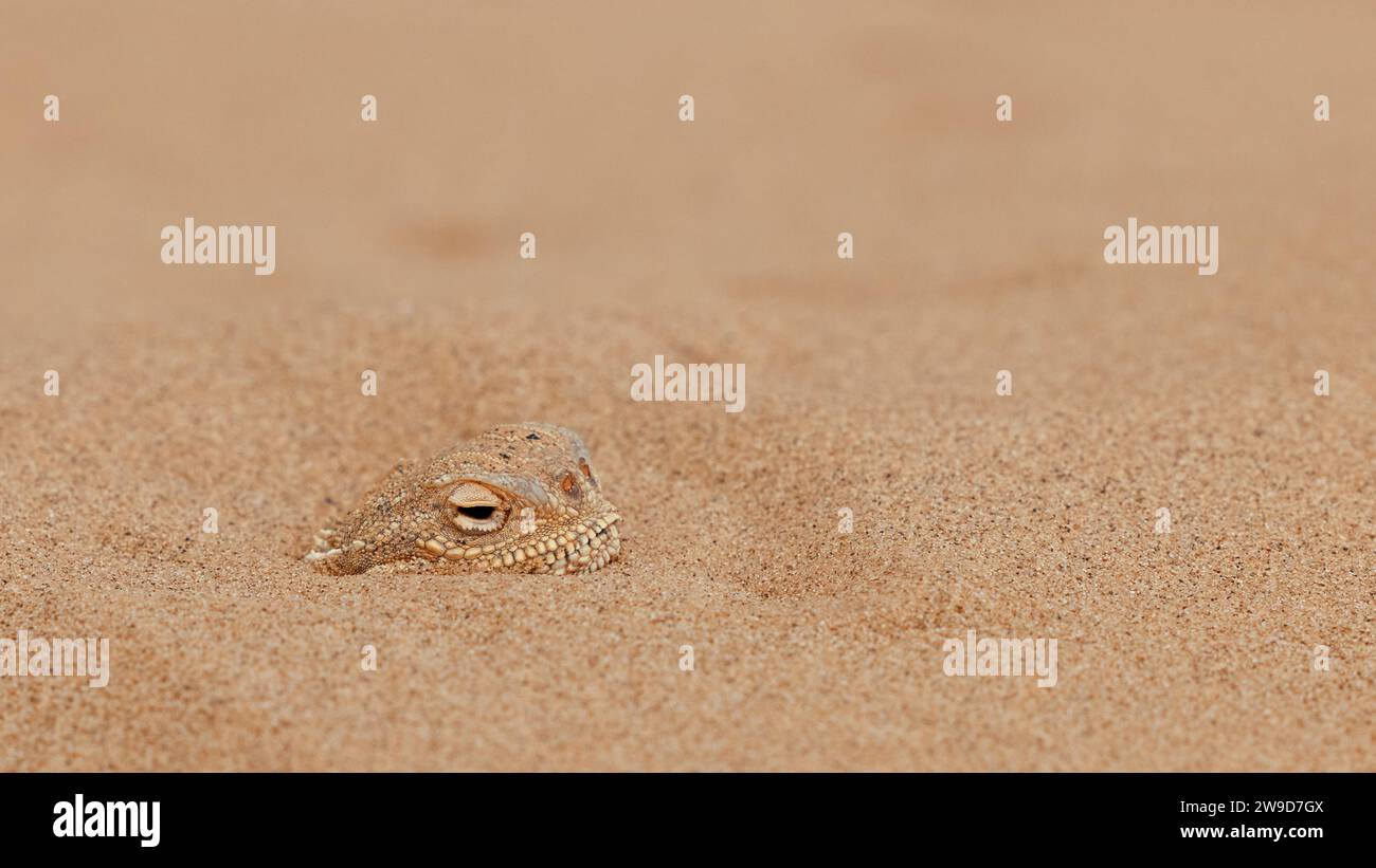 Toad-headed agama Phrynocephalus mystaceus, burrows into the sand in ...