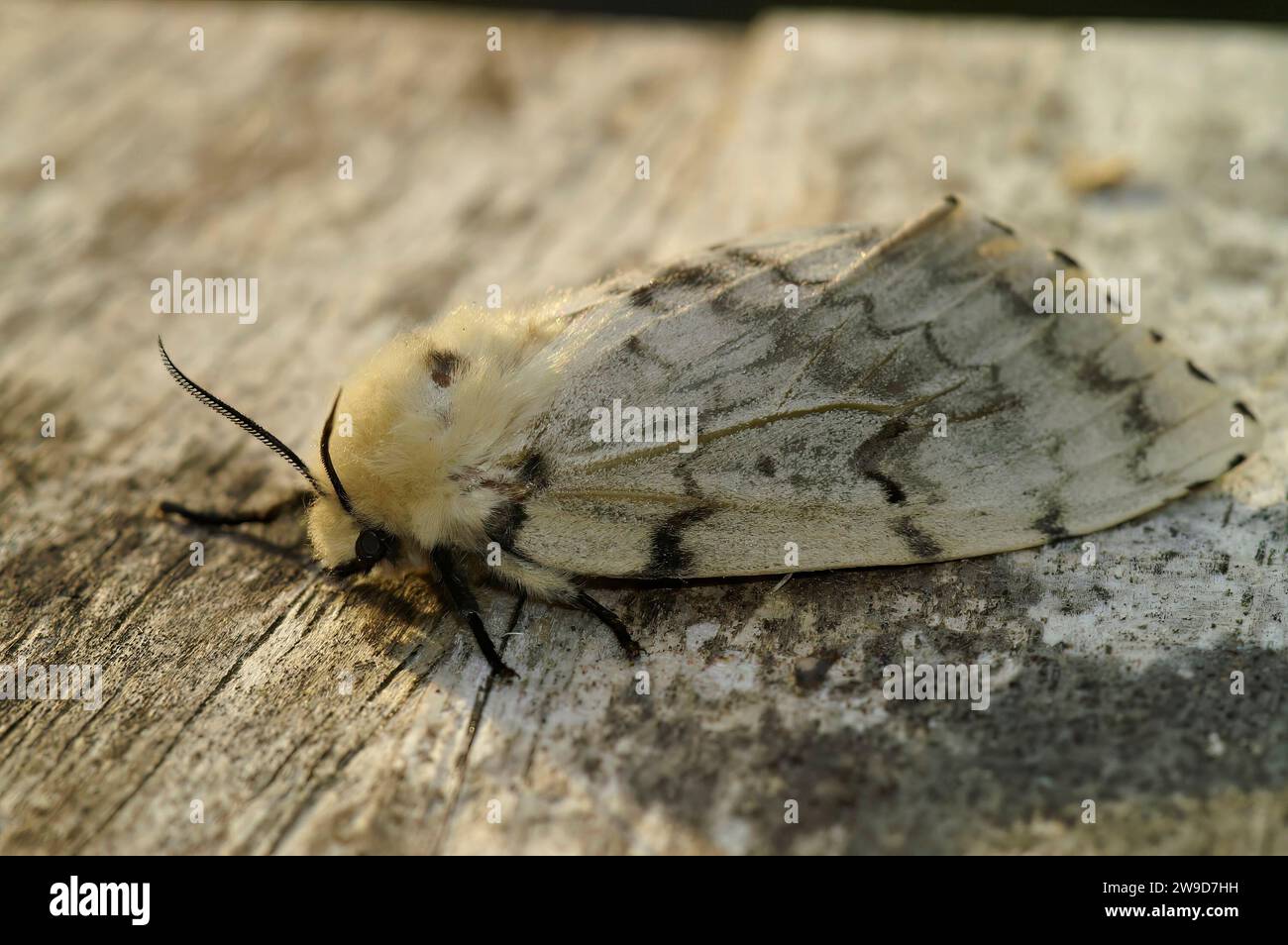 Natural closeup on a pale colored European gypsy moth, Lymantria dispar ...