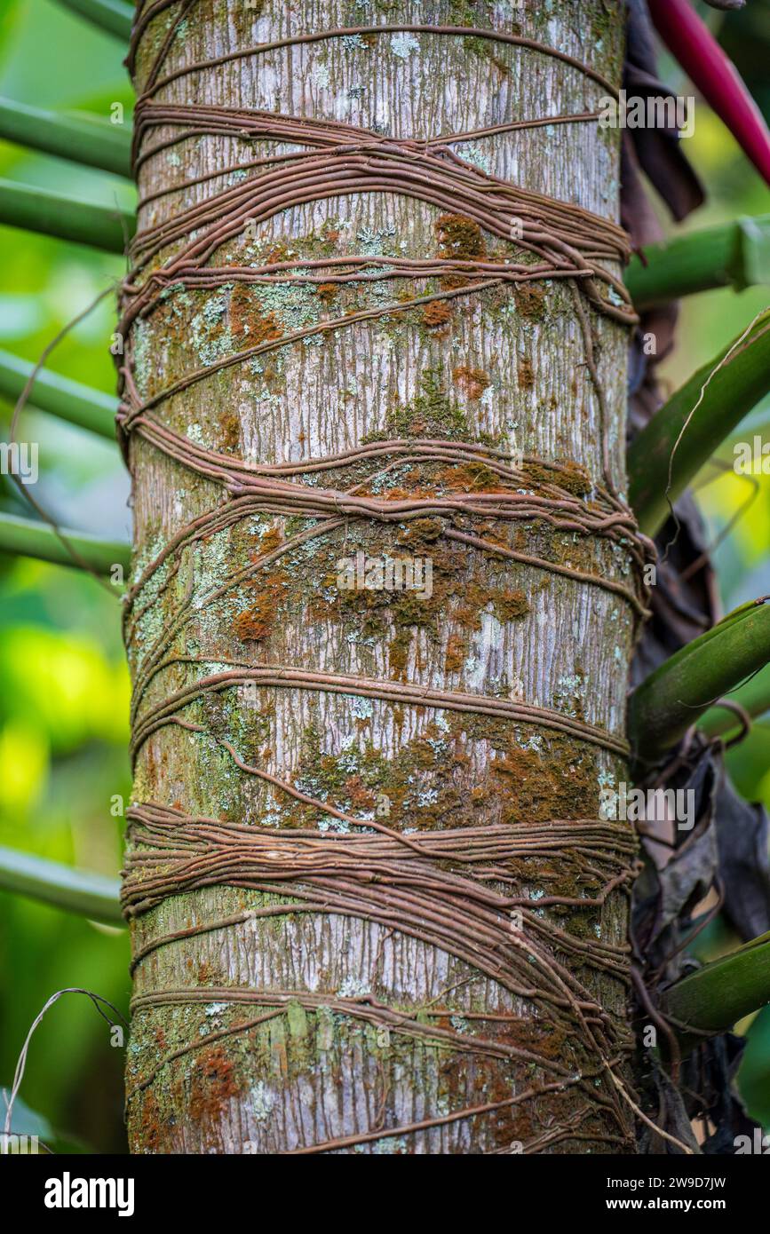 Interwoven patterns hi-res stock photography and images - Alamy