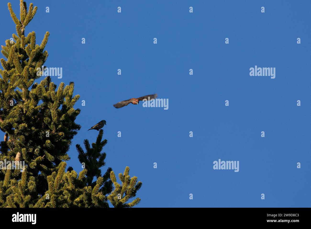 Red or common crossbills (loxia curvirostra) perch and fly in the ...