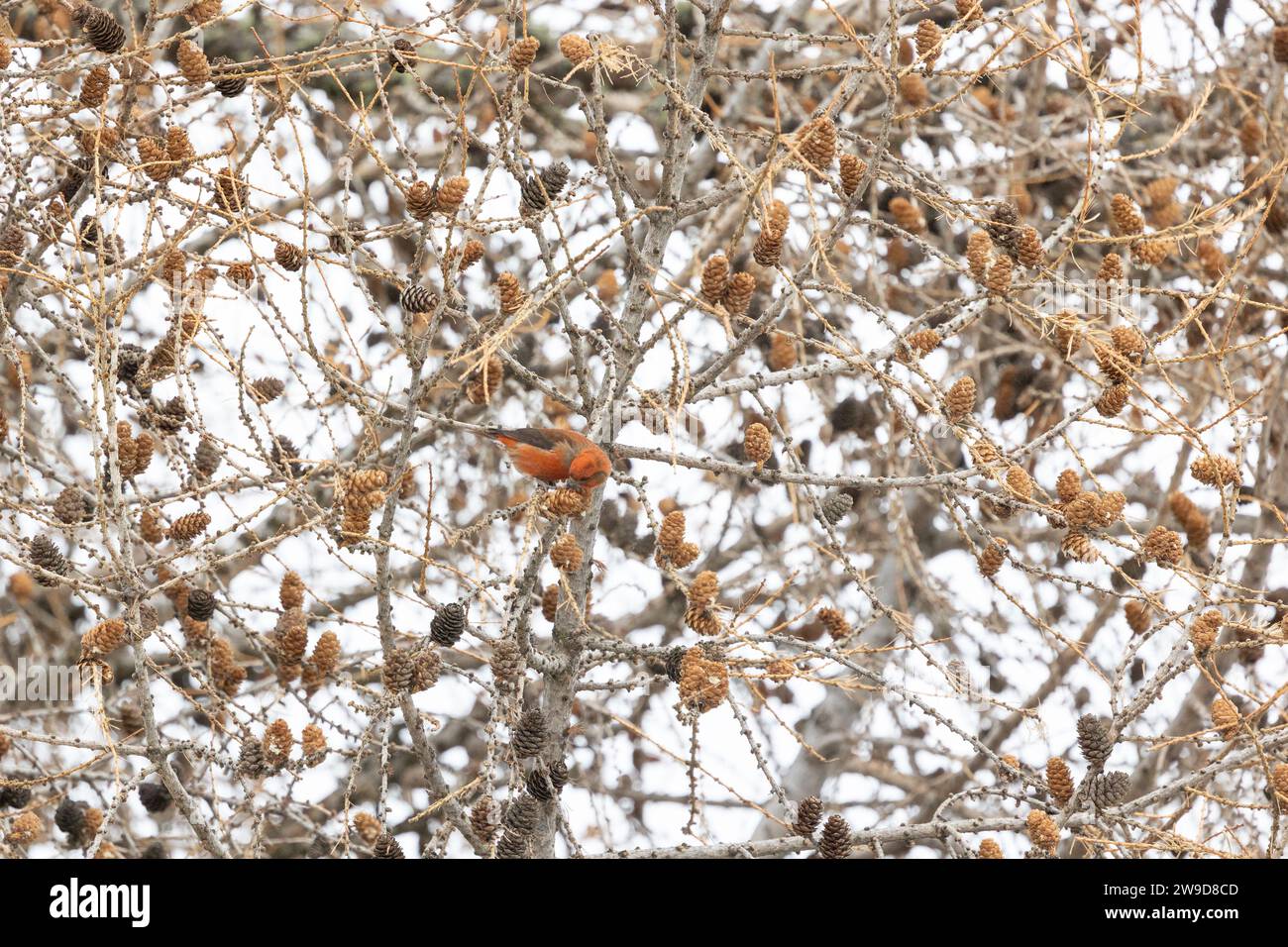 Red or Common crossbills (loxia curvirostra) in the top of a tree in ...