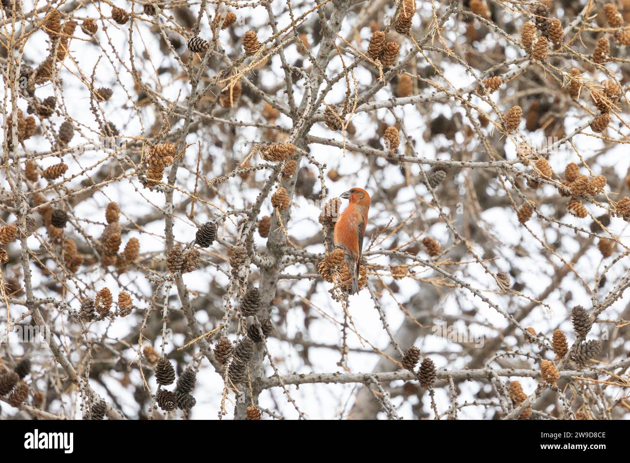 Red or Common crossbills (loxia curvirostra) in the top of a tree in ...