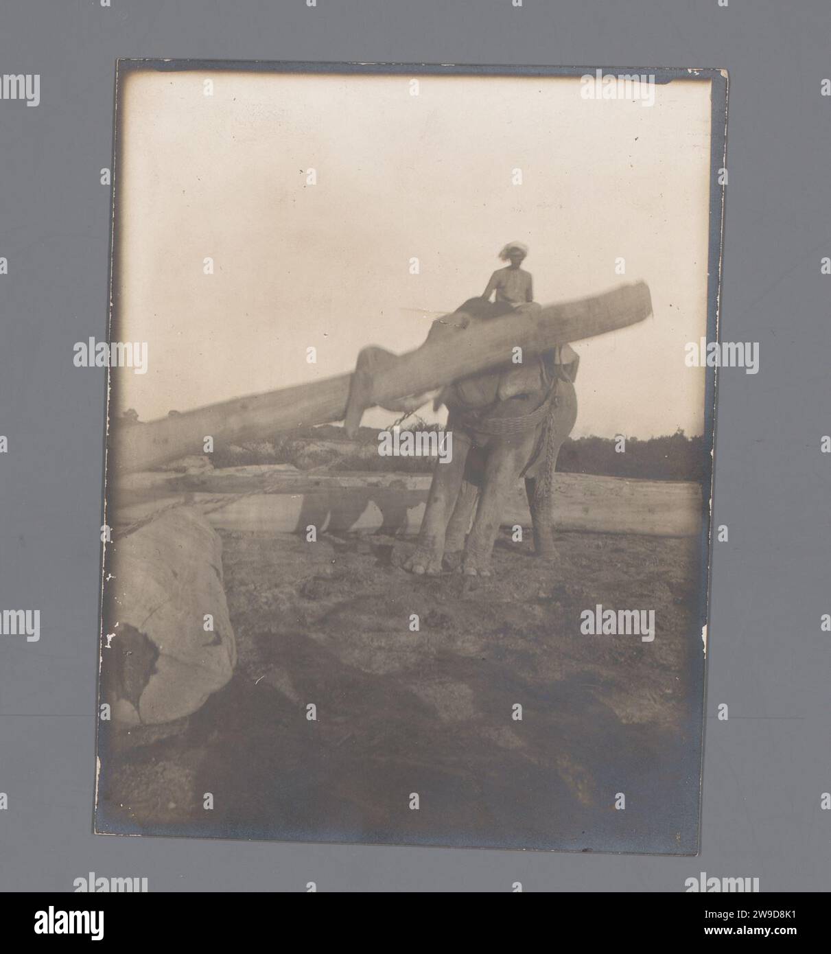 A rider on an elephant lifting a tree trunk, India, 1907 photograph ...