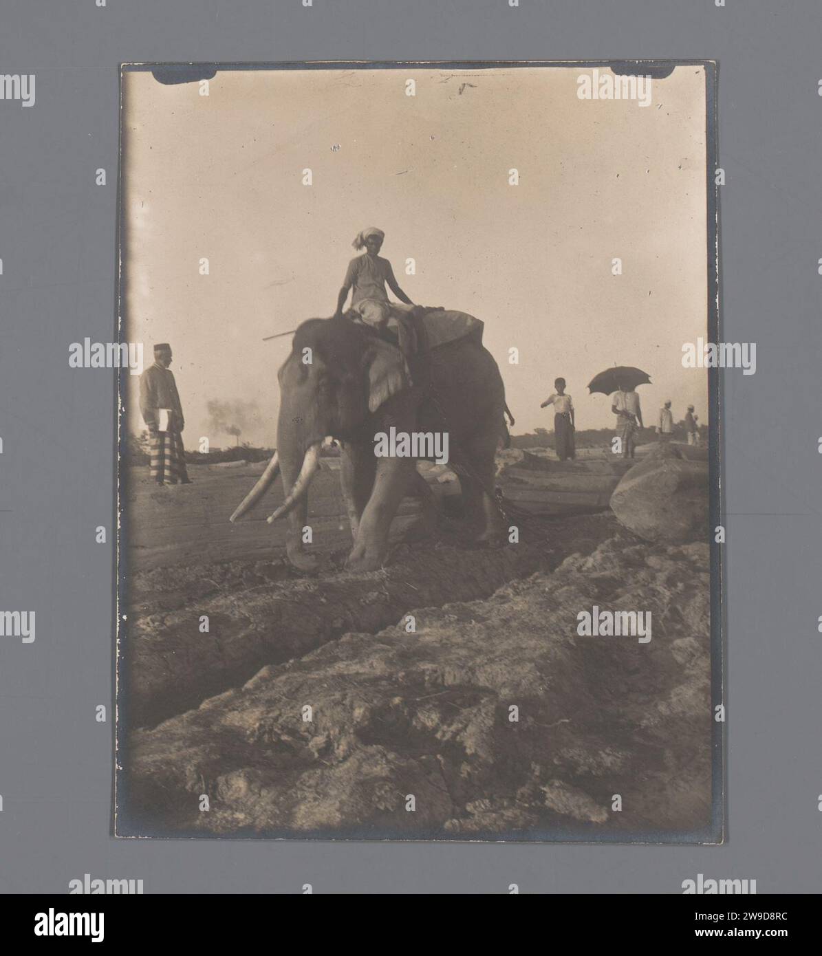 An elephant with its rider dragging a tree trunk, India, 1907 ...