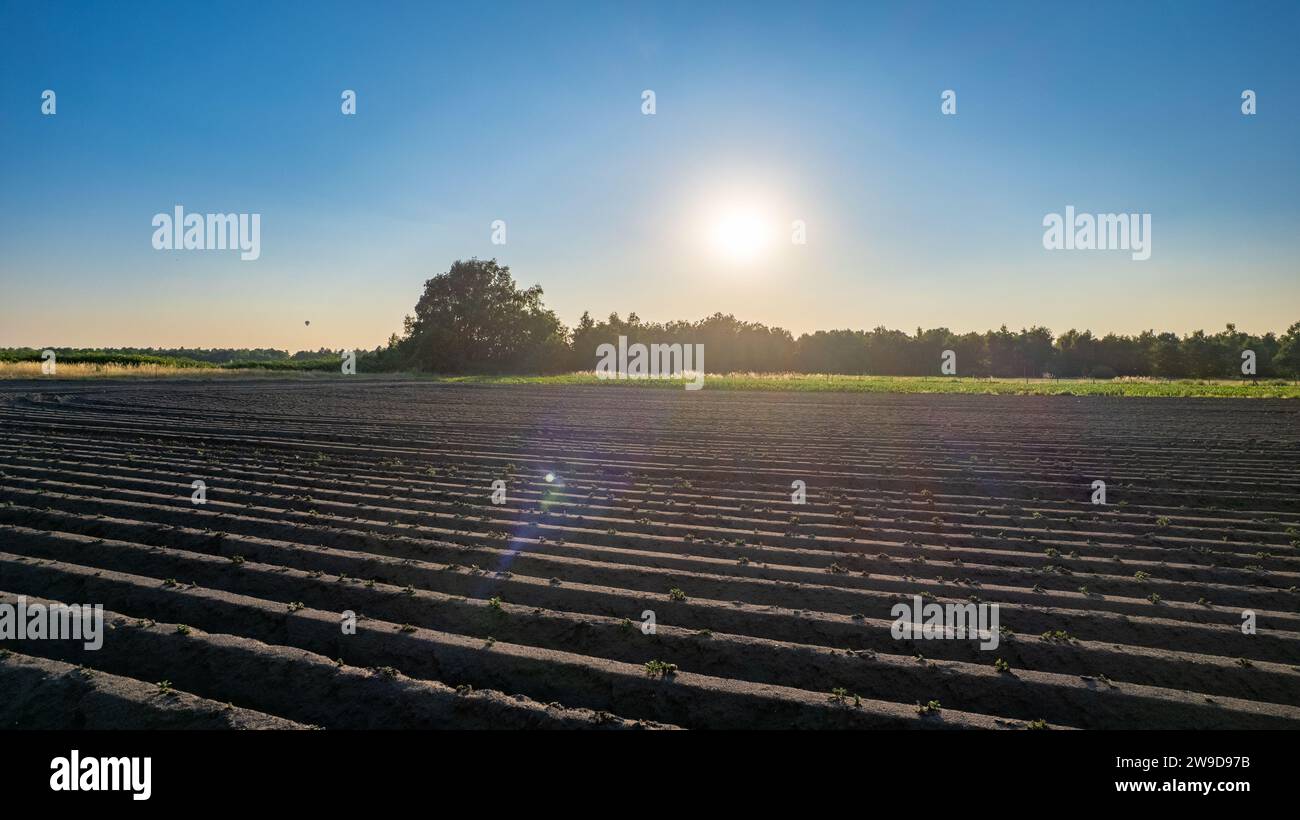 The setting sun casts a warm glow over a plowed agricultural field ...