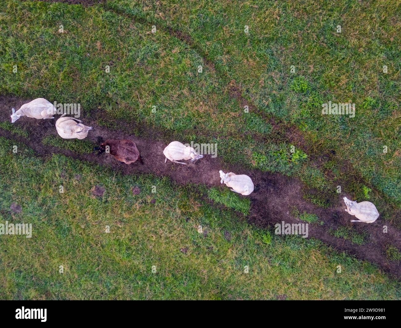 An aerial view captures a line of cows following a trail across a lush ...