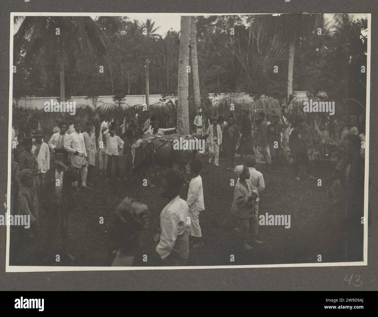 Decorated cow with bystanders at the Palace of the Sultan van Langkat ...