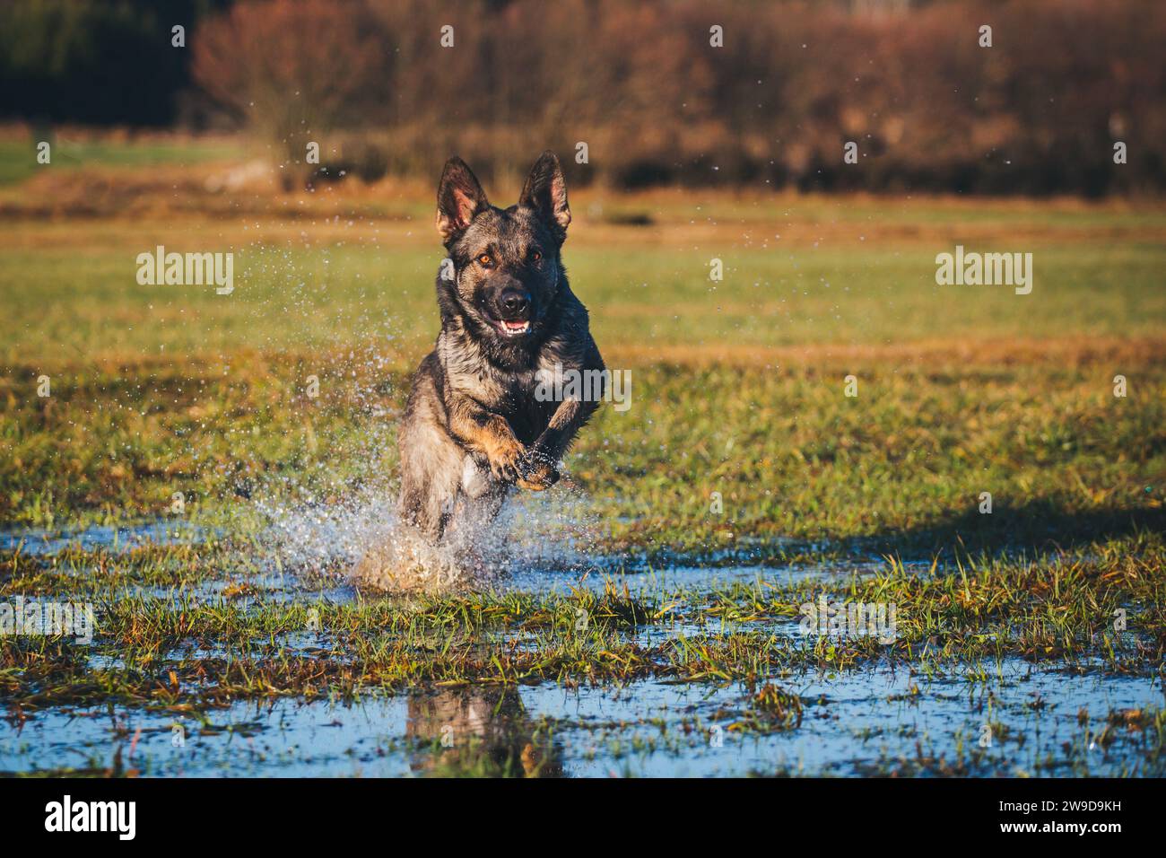 Working line German Shepherd Dog (Alsatian Stock Photo - Alamy