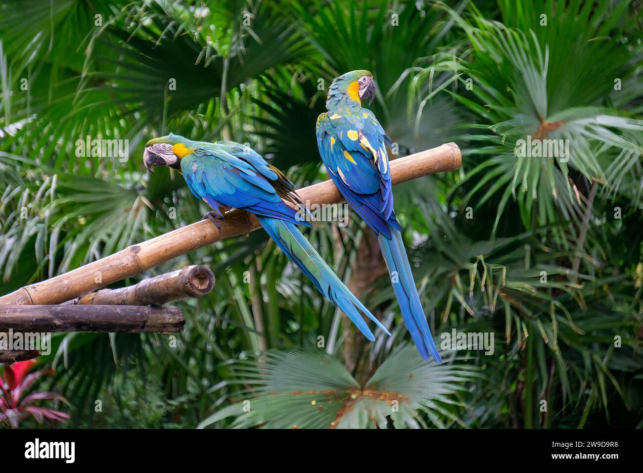 Two blue and yellow macaws in the jungle. High quality photo Stock ...