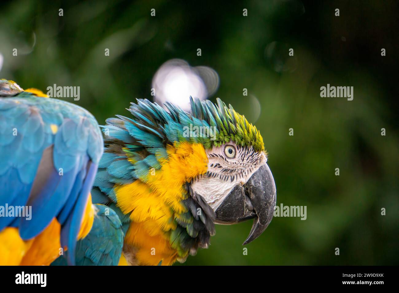 A blue and yellow macaws in the jungle. High quality photo Stock Photo ...