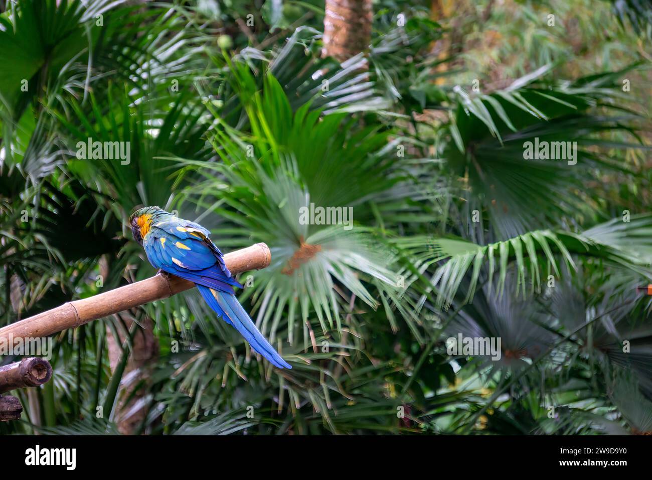 A blue and yellow macaws in the jungle. High quality photo Stock Photo ...