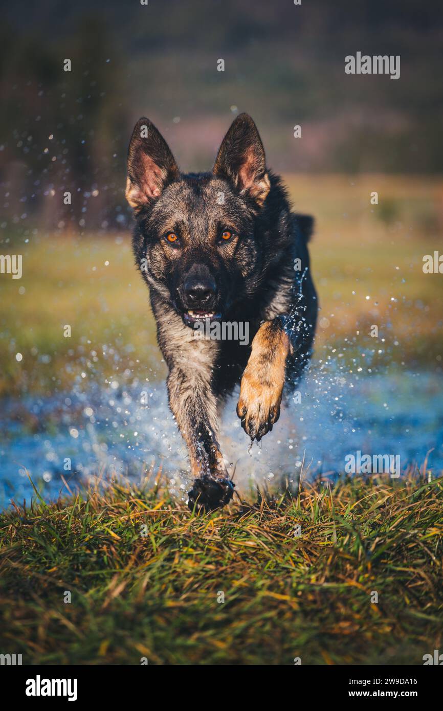 Working line German Shepherd Dog (Alsatian Stock Photo - Alamy