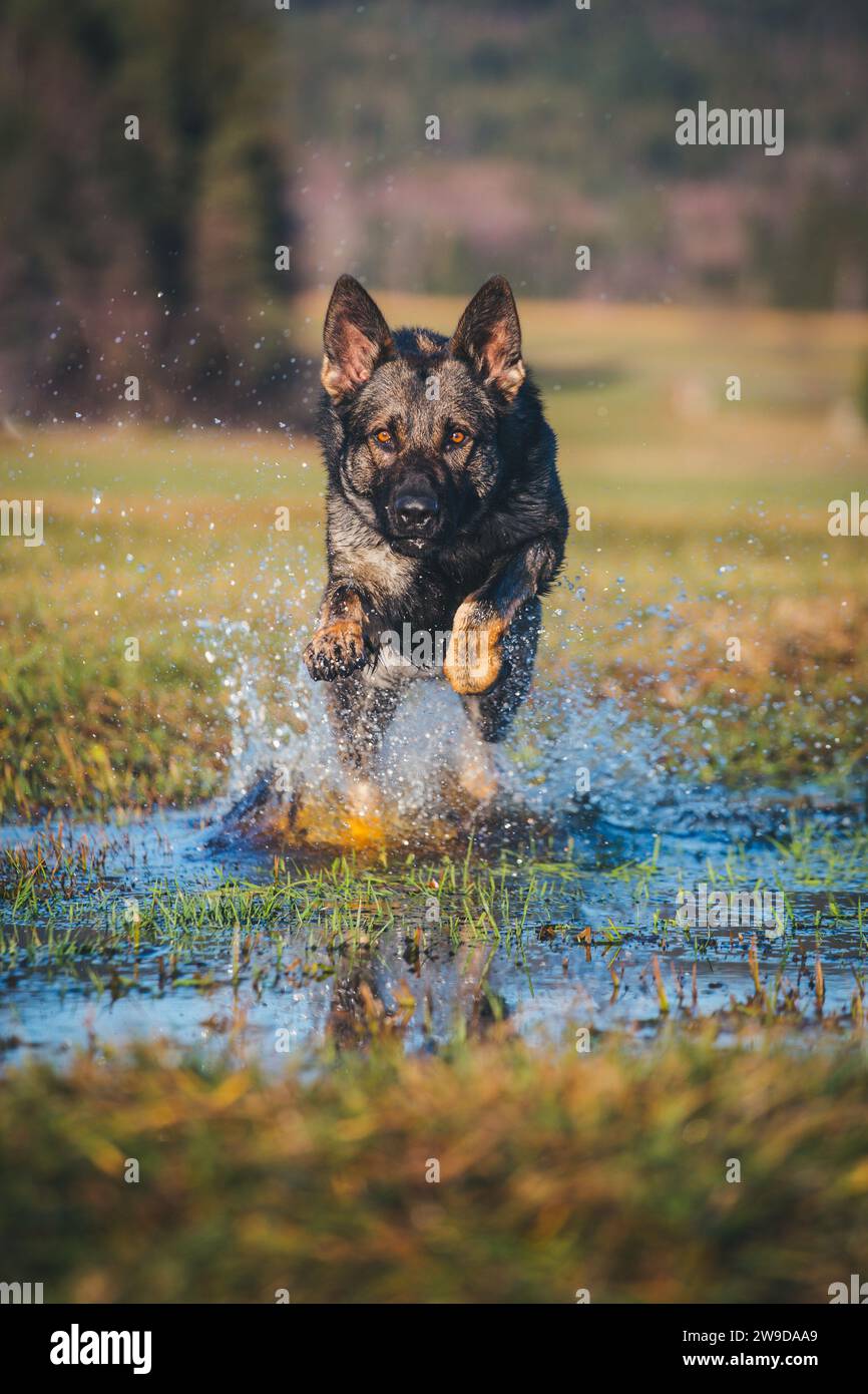 Working line German Shepherd Dog (Alsatian Stock Photo - Alamy