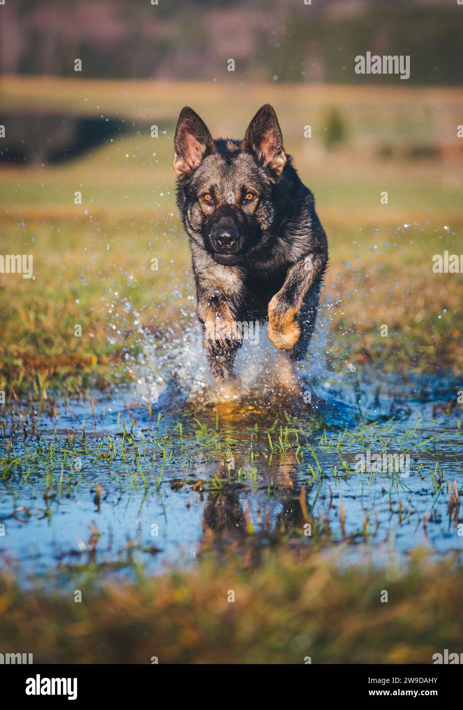 Working line German Shepherd Dog (Alsatian Stock Photo - Alamy