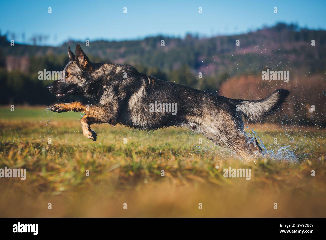Working line German Shepherd Dog (Alsatian Stock Photo - Alamy