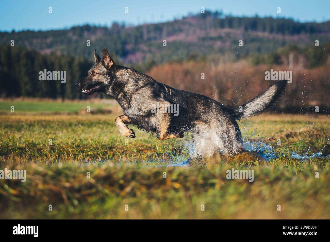 Working line German Shepherd Dog (Alsatian Stock Photo - Alamy