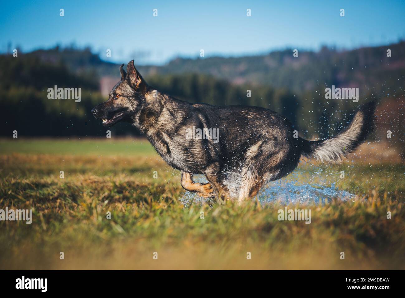 Working line German Shepherd Dog (Alsatian Stock Photo - Alamy